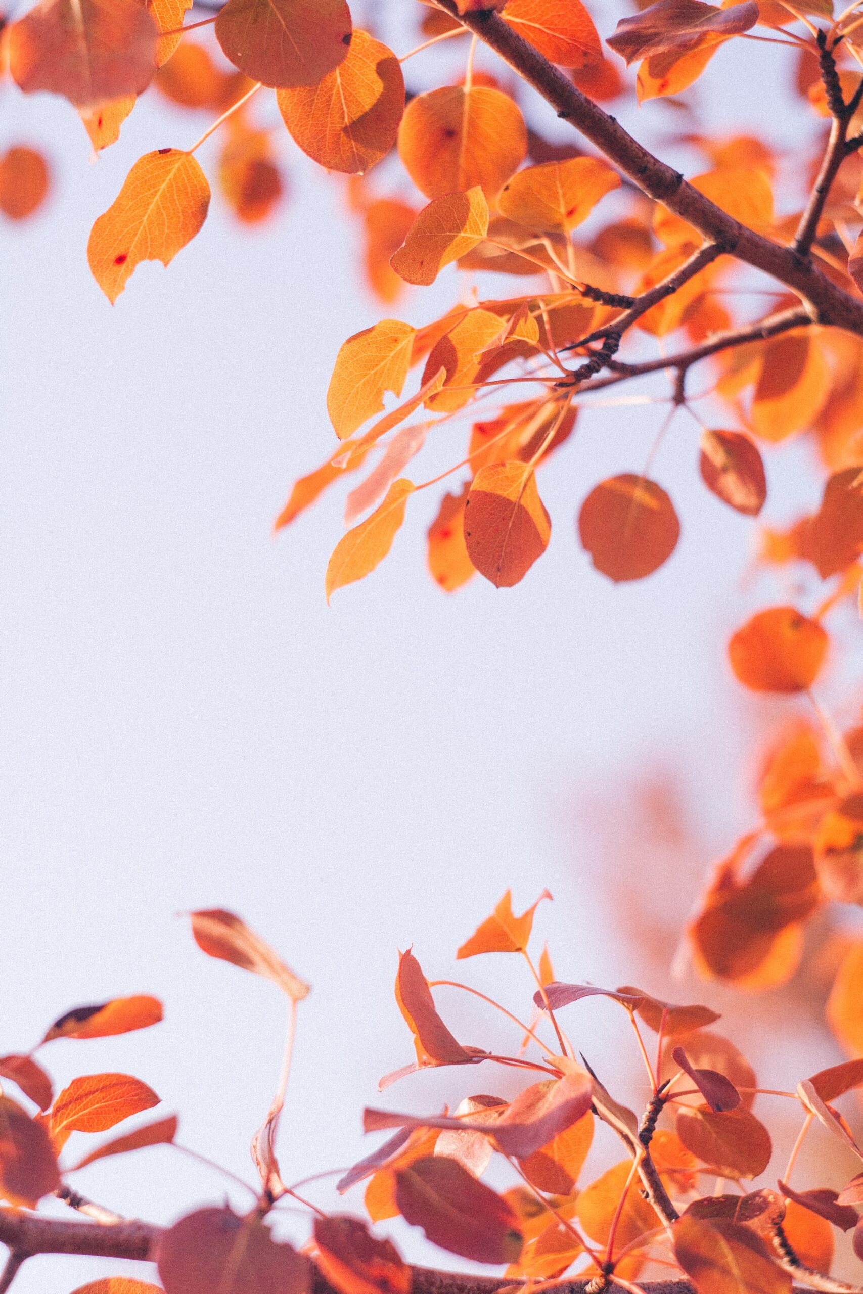 Fall in Italy: A Feast of Flavors, Festivals, and Traditions - The ...